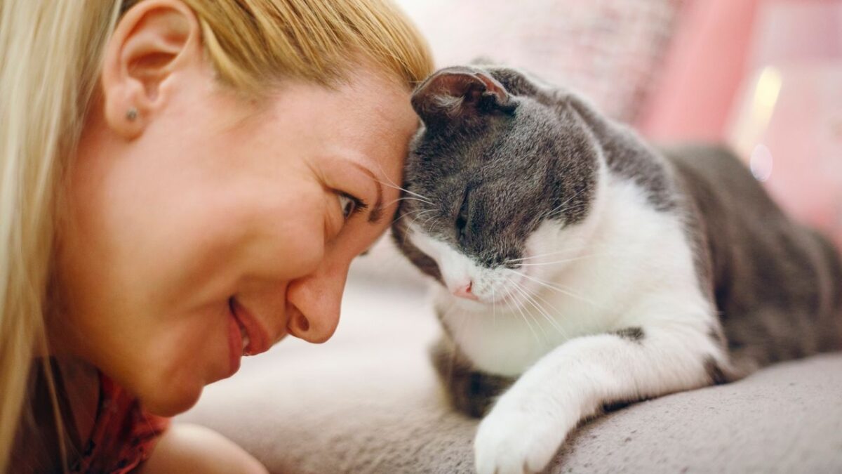 Vision des chats : comment un chat voit-il le monde
