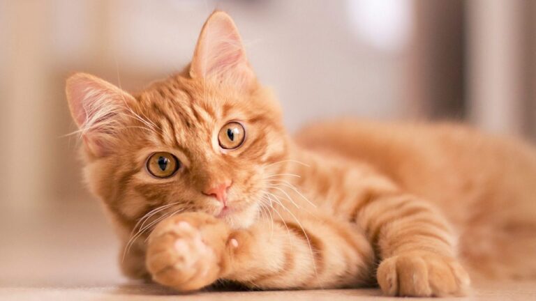 Vision des chats : comment un chat voit-il le monde