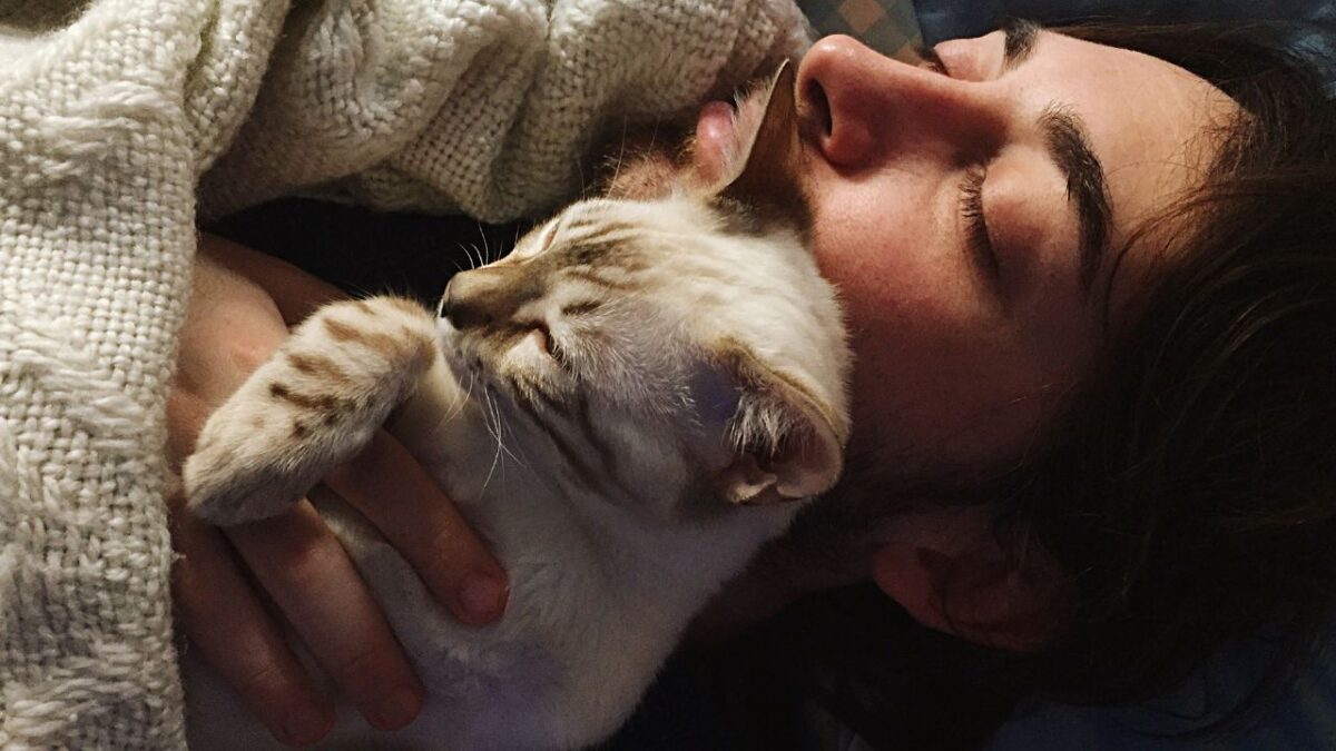 Vision des chats : comment un chat voit-il le monde