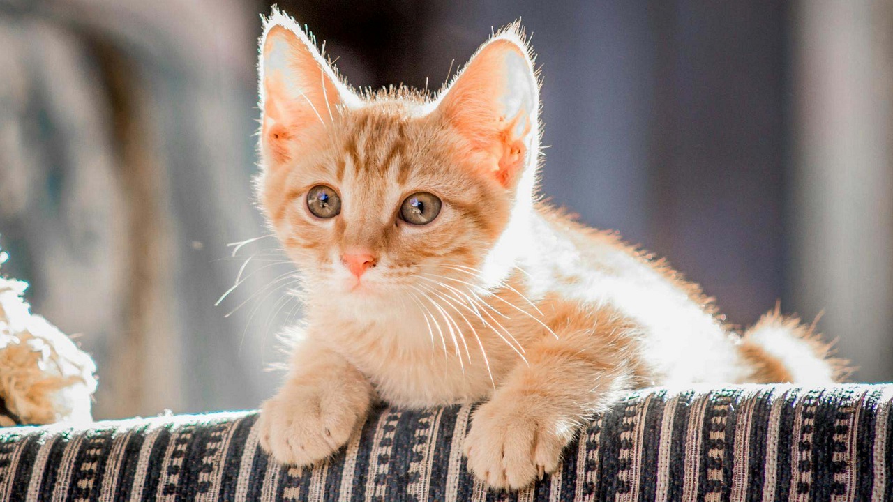 Vision des chats : comment un chat voit-il le monde