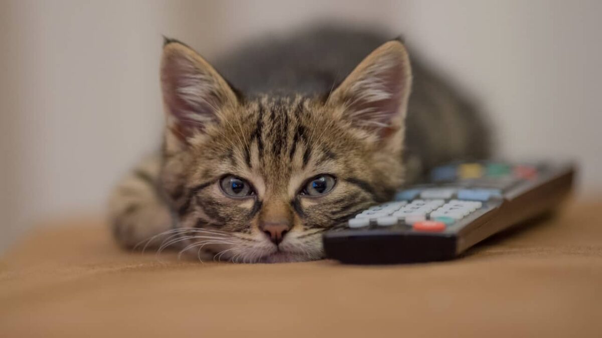 Quels sont les chats les plus intelligents ? Découvrez le top