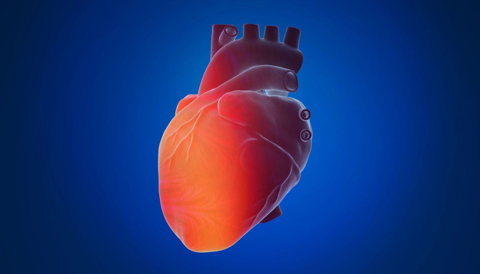 Voici pourquoi le cœur humain est absolument unique