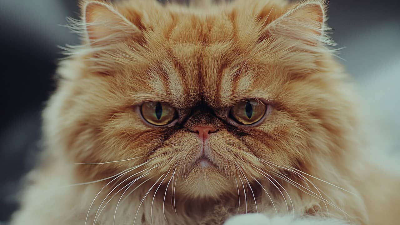 Chat persan : un félin à la fourrure soyeuse et au caractère paisible