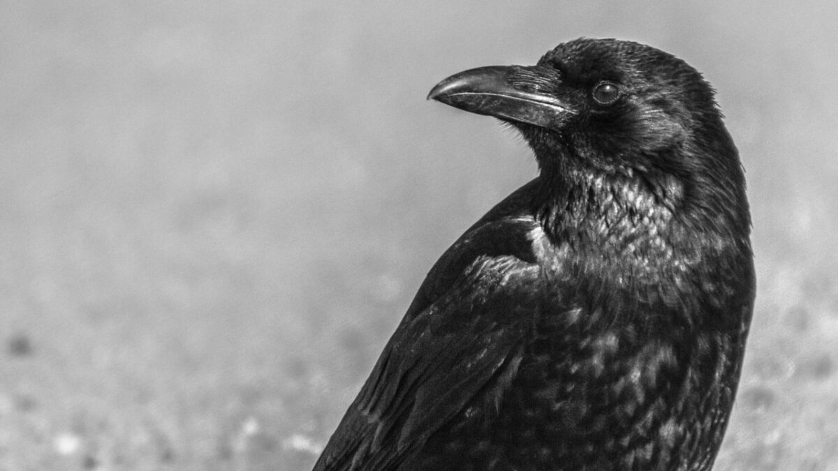 Entendre un corbeau, quelle signification spirituelle