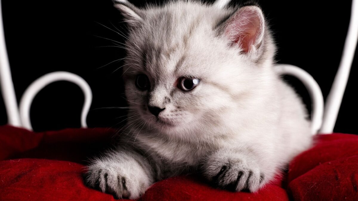 Vision des chats : comment un chat voit-il le monde
