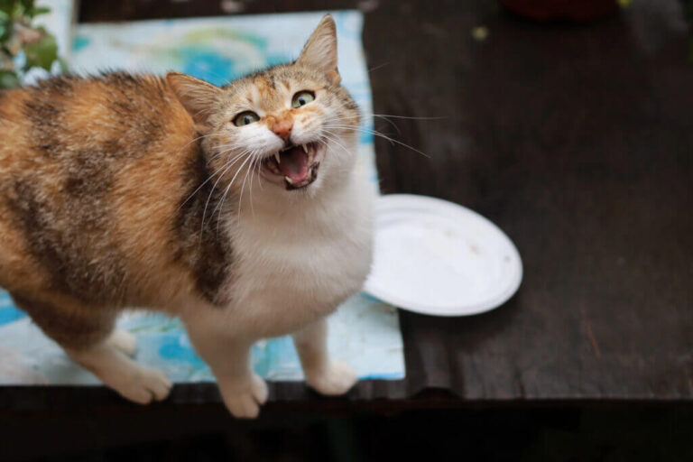 Pourquoi mon chat miaule tout le temps ? Conseils pratiques
