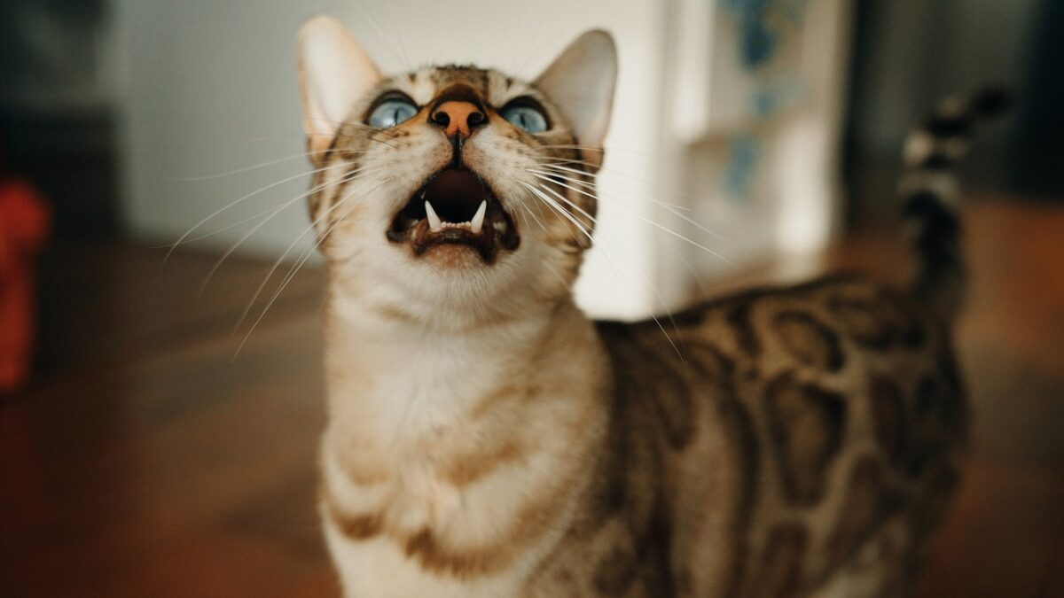 On sait enfin comment les chats font pour ronronner