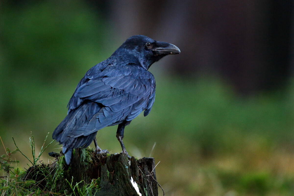 Record animal : top 10 des animaux les plus intelligents au monde