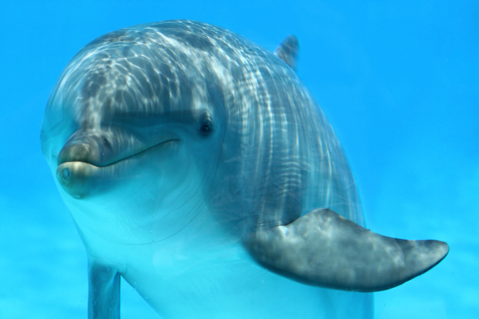 Record animal : top 10 des animaux les plus intelligents au monde