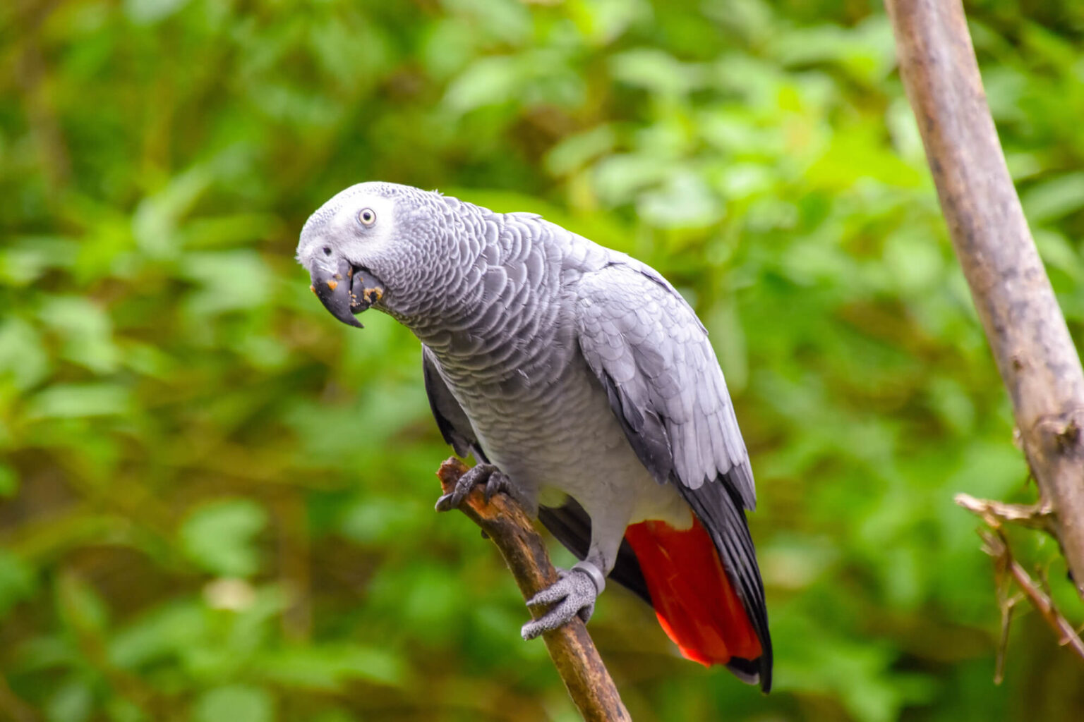 Record animal : top 10 des animaux les plus intelligents au monde