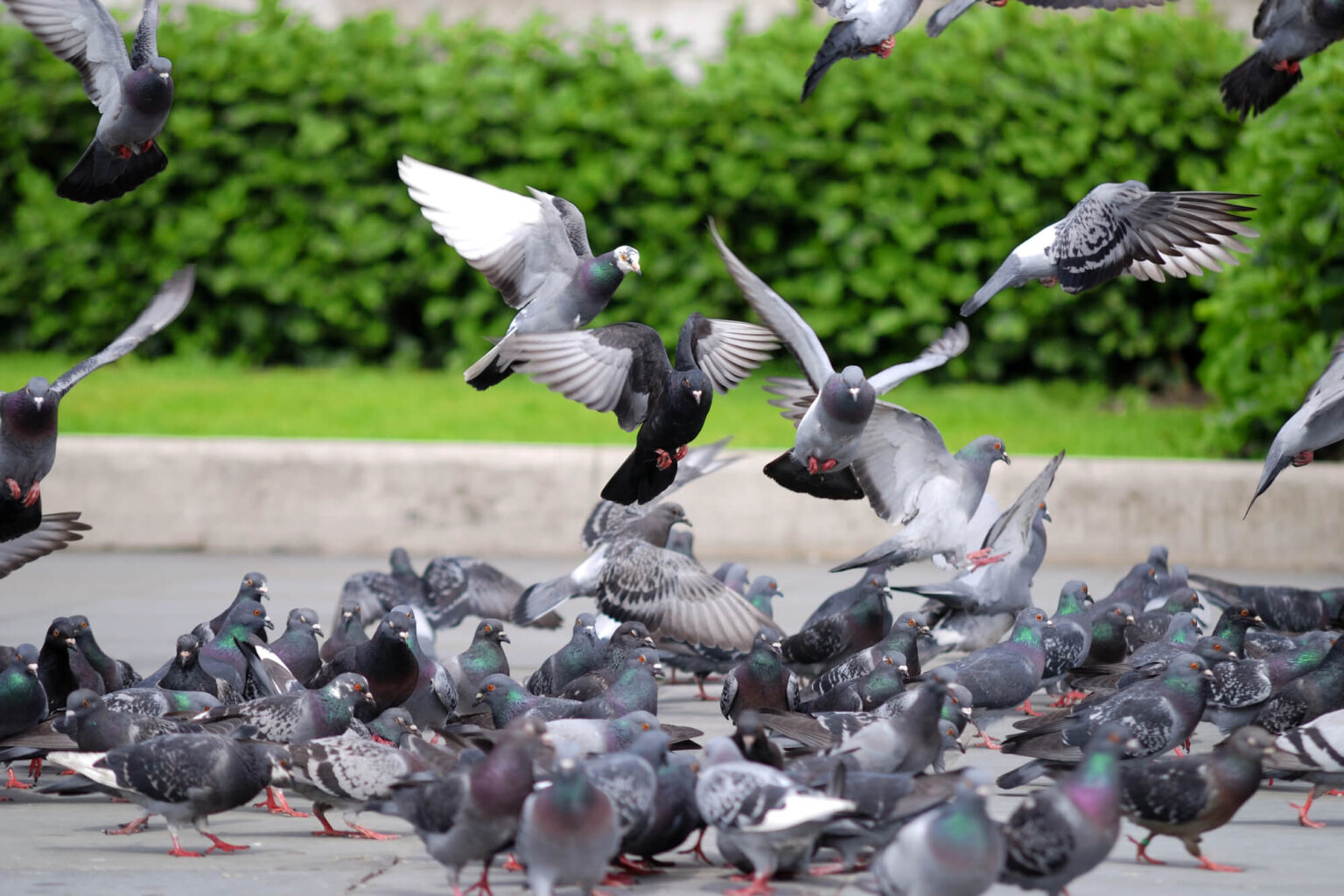Record animal : top 10 des animaux les plus intelligents au monde
