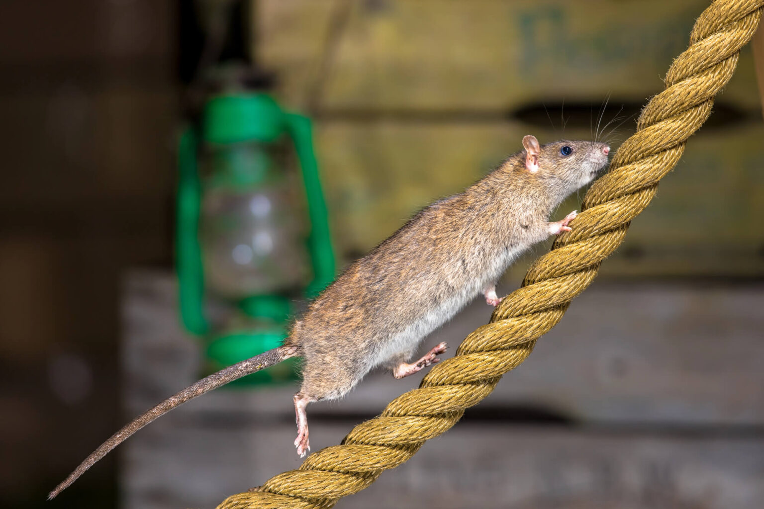 Record animal : top 10 des animaux les plus intelligents au monde