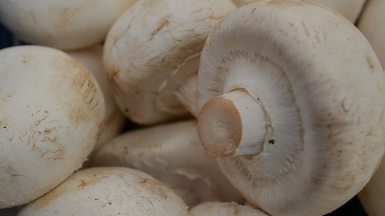 Comment faire pousser des champignons depuis un champignon