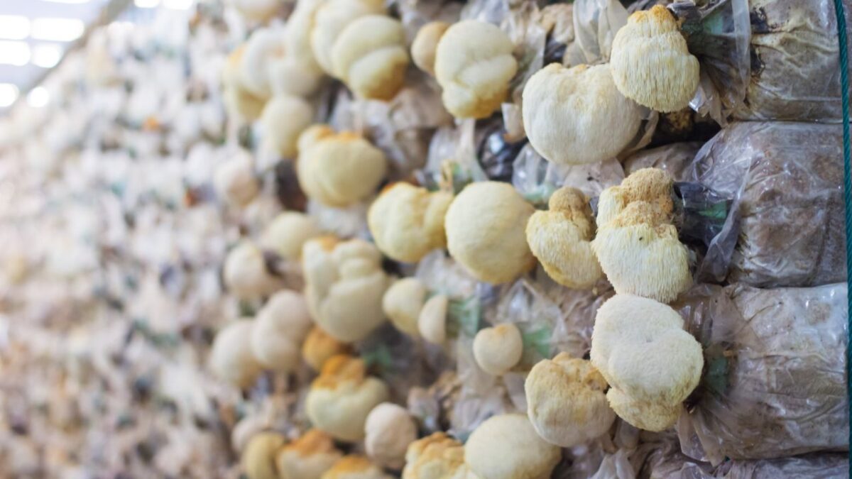Comment faire pousser des champignons depuis un champignon